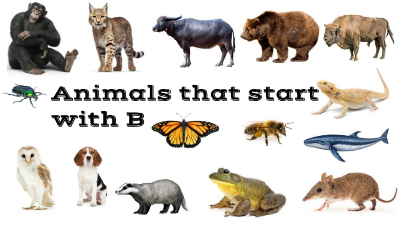 Animals That Start with B // ABC Animals, - YouTube