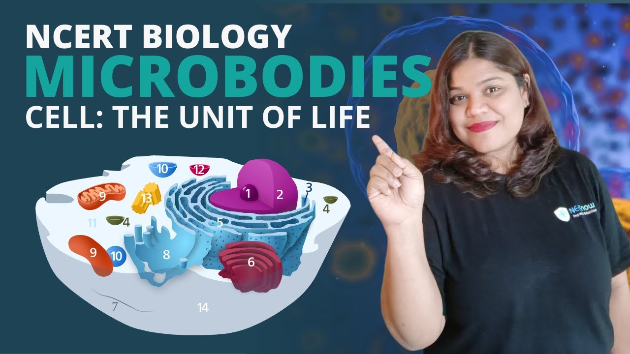 Microbodies | Cell | Class 11 Biology - YouTube