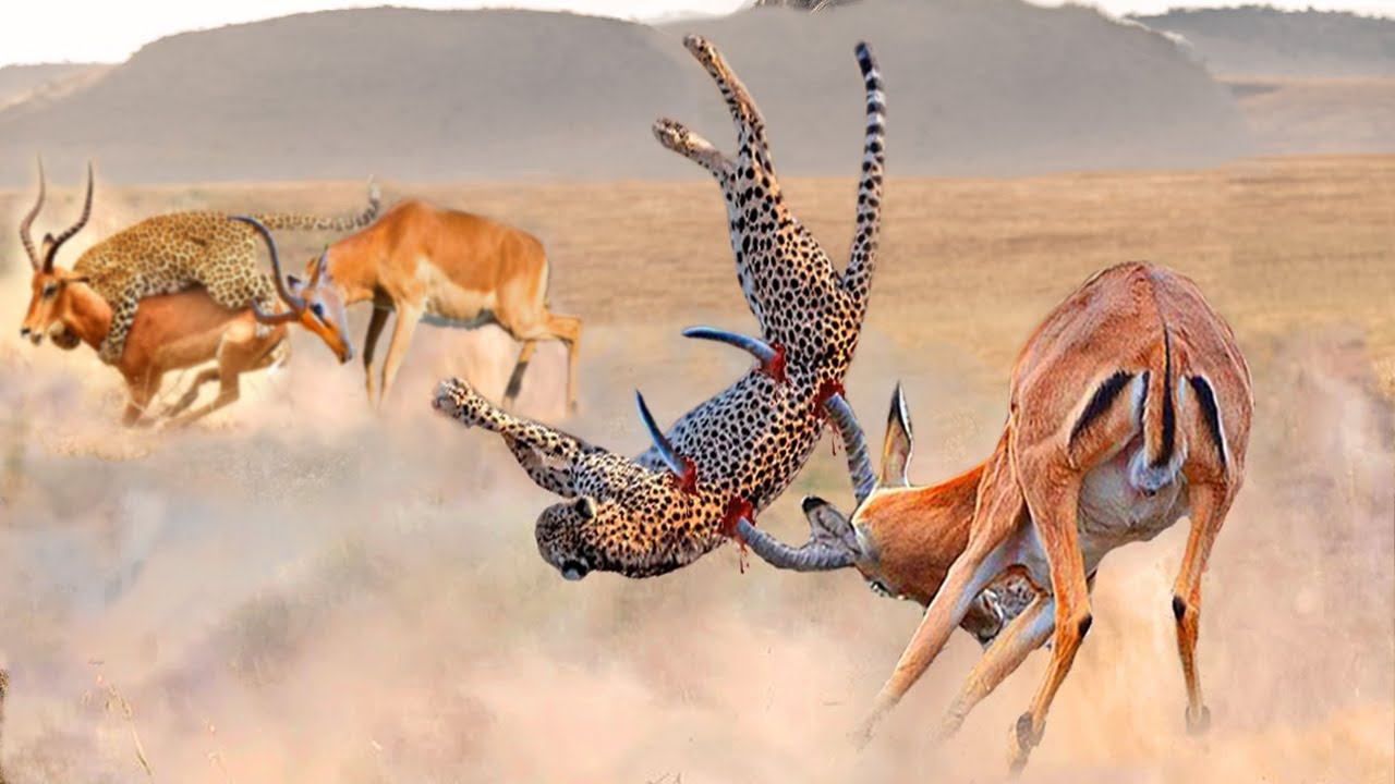 How Was The Poor Leopard Defeated At The Feet Of The Antelope?? The ...