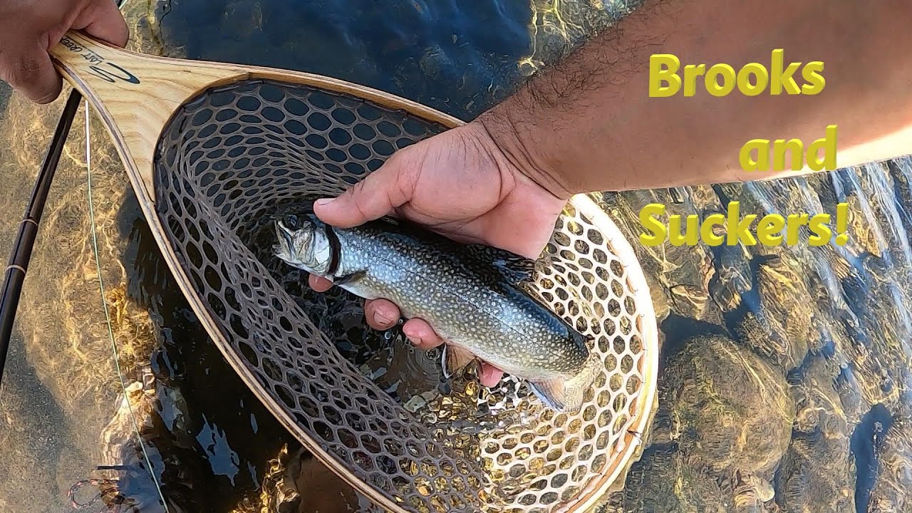 Lower Kings River Brook Trout!! Episode 12 - YouTube