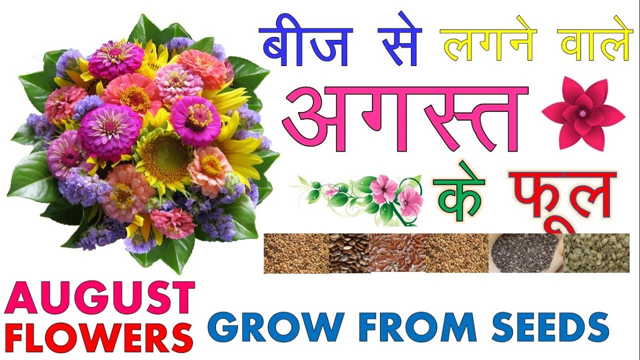 बीज से लगने वाले अगस्त के फूल || August Flowers Grow from Seed - YouTube