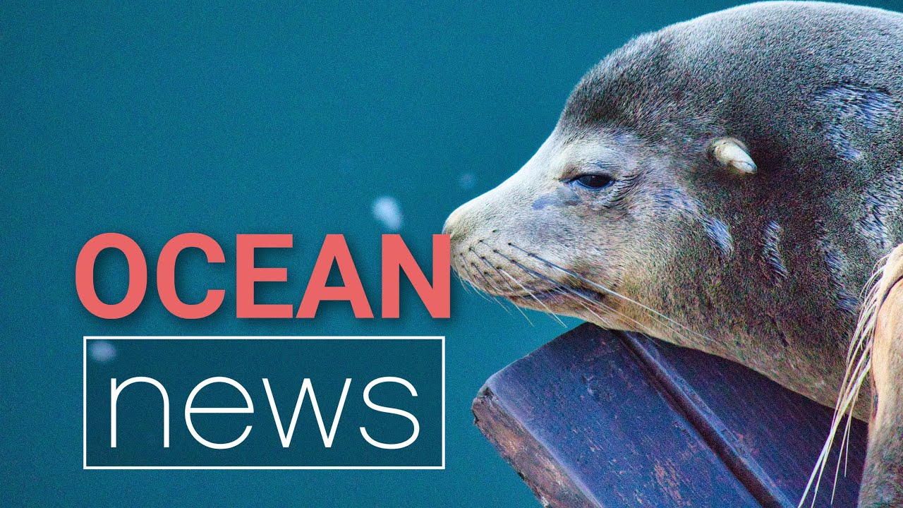 World Oceans Day 2019 | Ocean News - YouTube