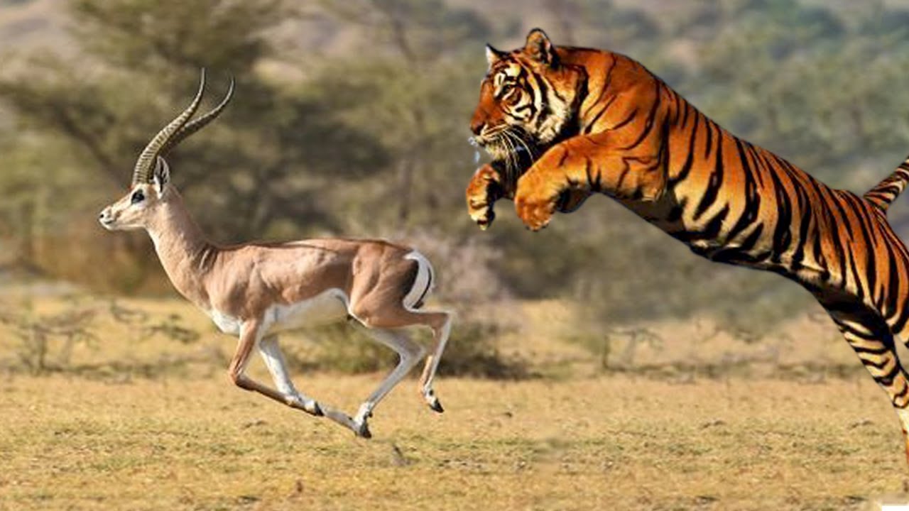 Impala Don't Escape From Tiger Hunting In The Prairie - YouTube