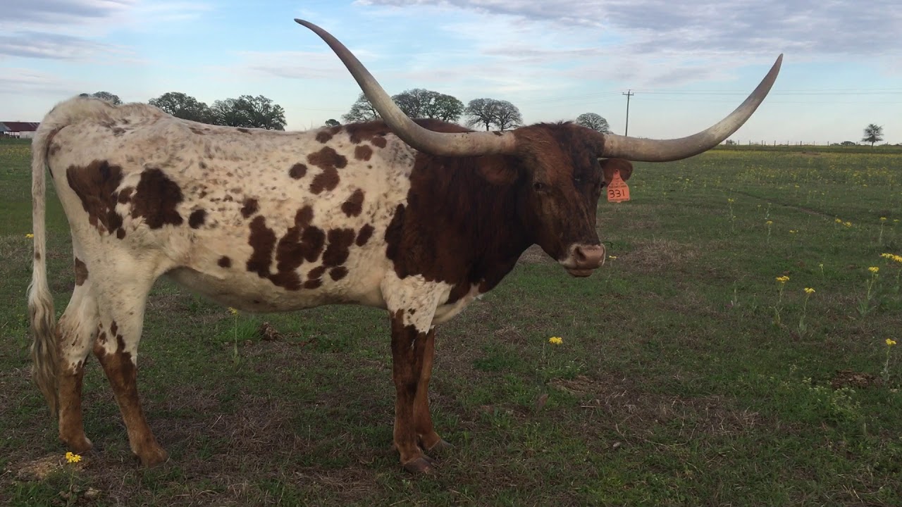 Grand Luck Longhorn Cow March 2018 - YouTube