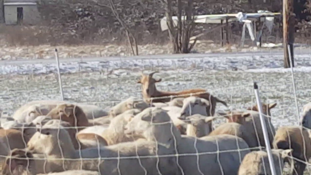 Rotational Grazing vs Management-Intensive Grazing - YouTube