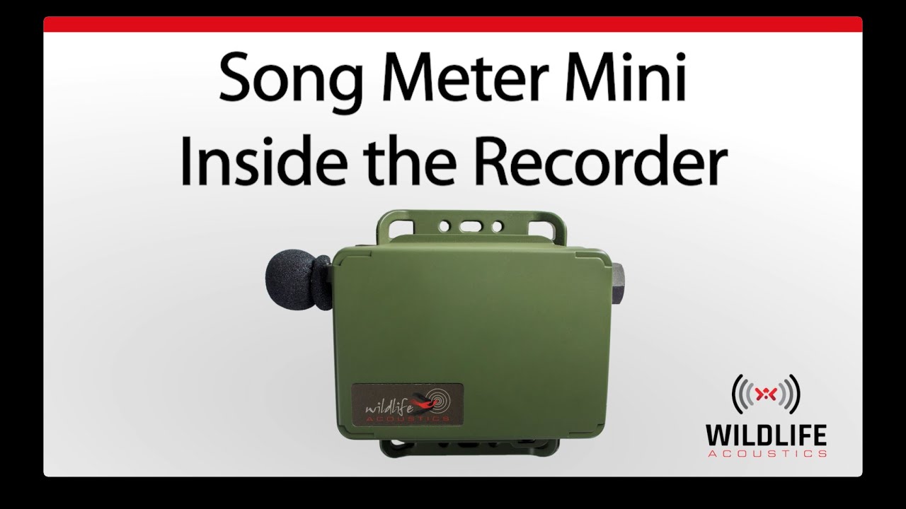Song Meter Mini - What's Inside? | Identify and Analyze Animal Sounds ...