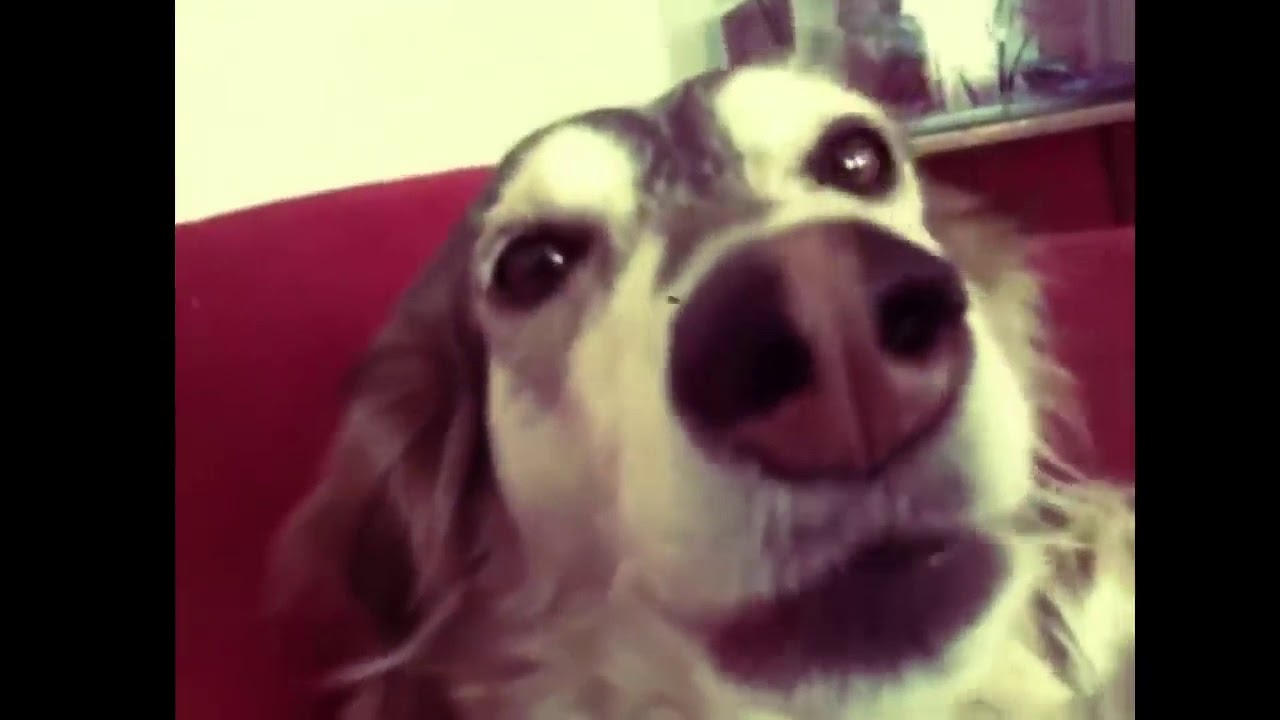 Dog and cat with Autotune - YouTube
