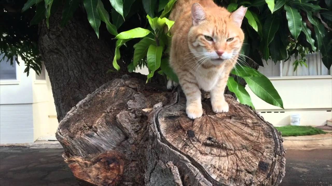 Garfield Stuck in Tree - YouTube