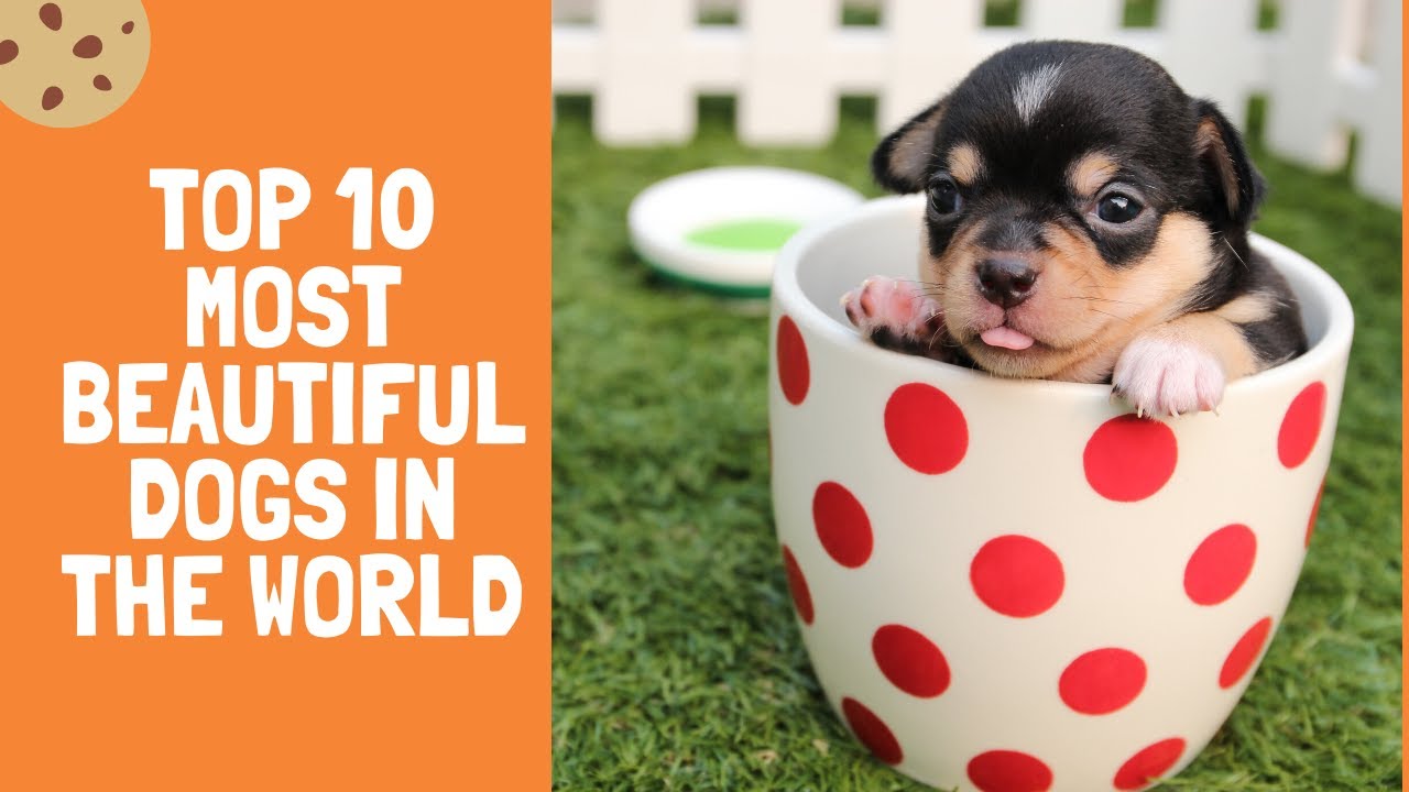 Top 10 Most Beautiful And Cutest Dogs in 2020 #knowledge_runway - YouTube