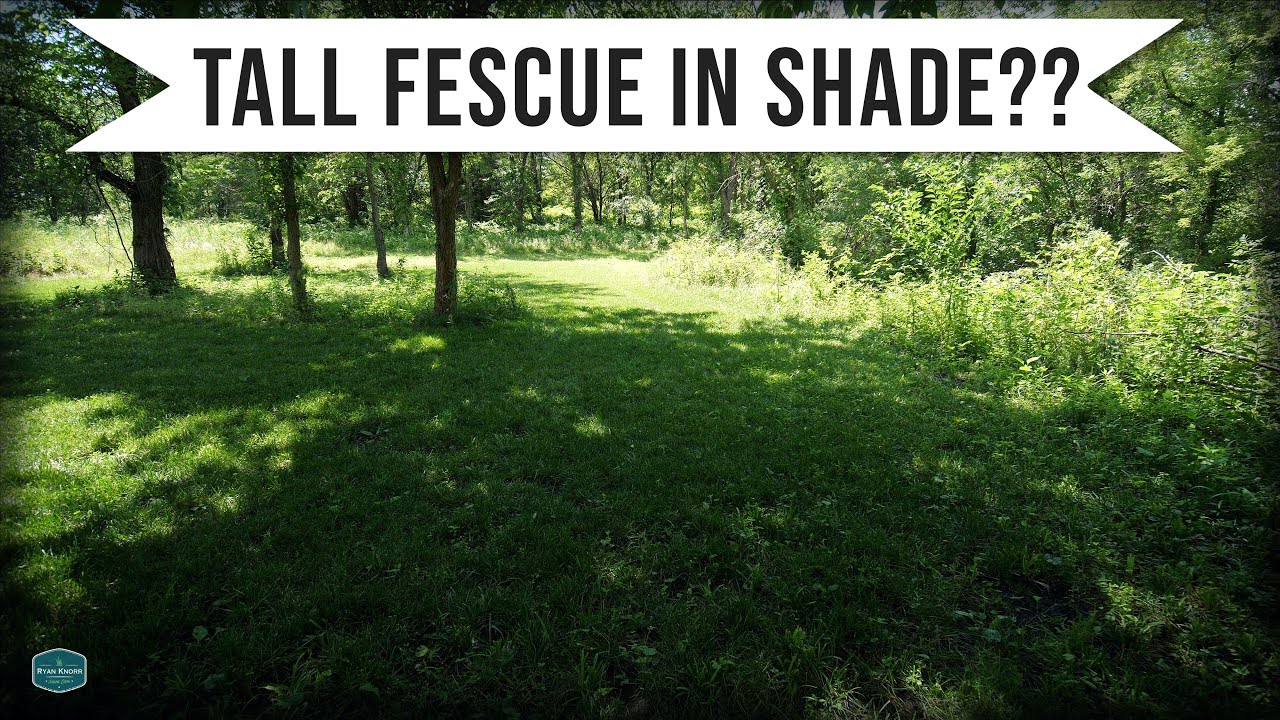 Tall Fescue Vs Fine Fescue In Shady Lawn...Which Is BEST?? - YouTube