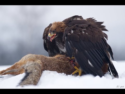 Berkutçi Kaya Kartalı ile Avlananlar - Eagle Hunting