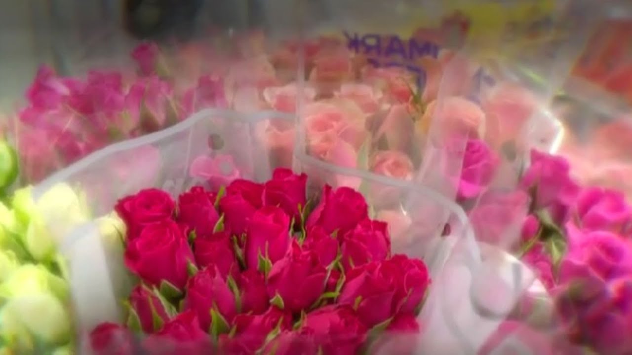 La floricultura, una industria que mueve la economía colombiana: así ...