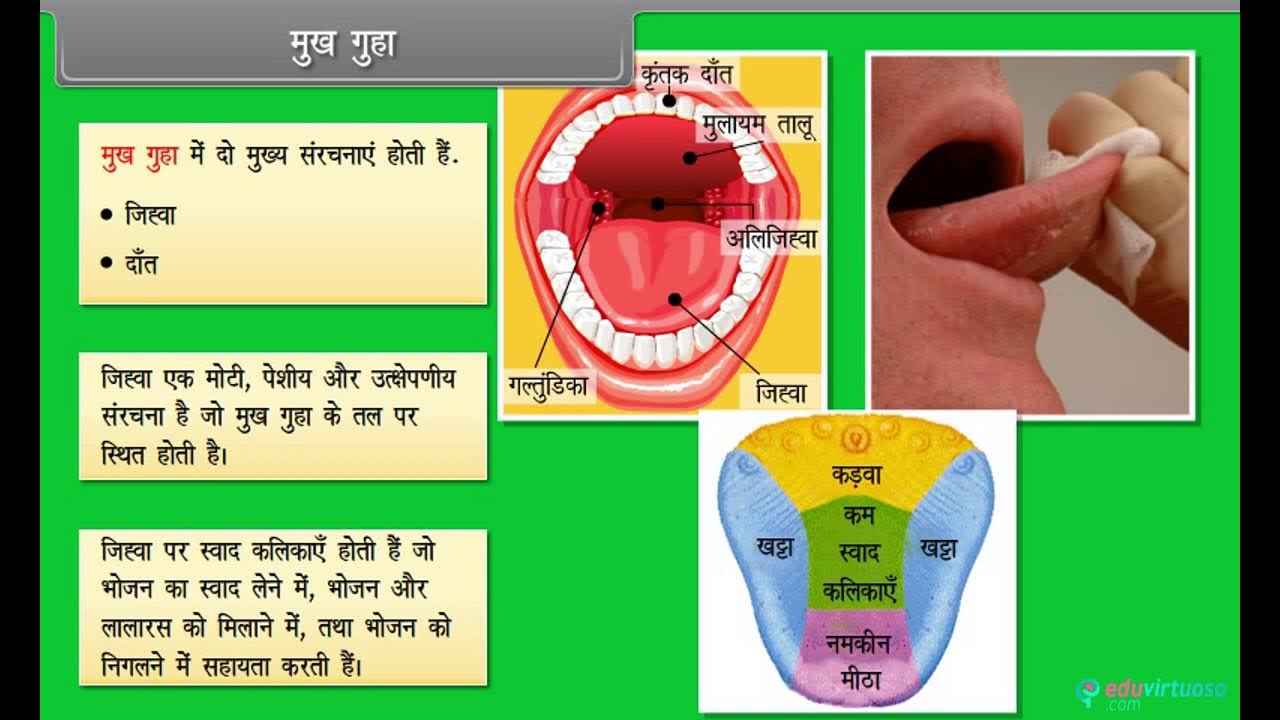 Hindi Medium | Class 10 | Biology | Life Processes II | Stateboard ...