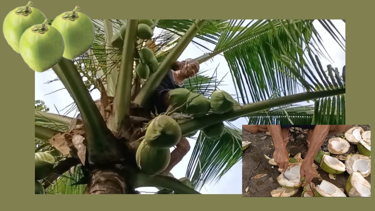 #climb coconut tree and eating young coconut (buko) at the top of it ...