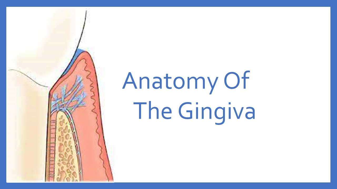 Anatomy of the Gingiva - YouTube