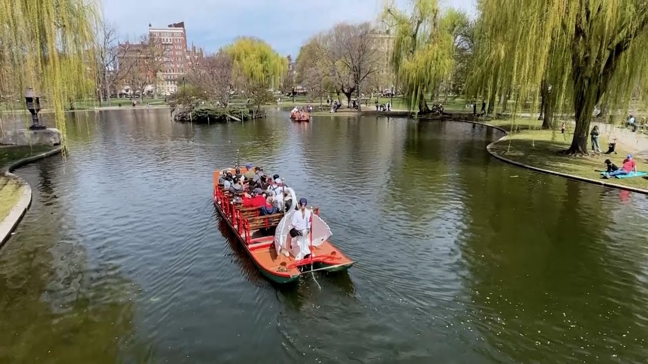 Swan boat rides return to Boston Public Garden - YouTube