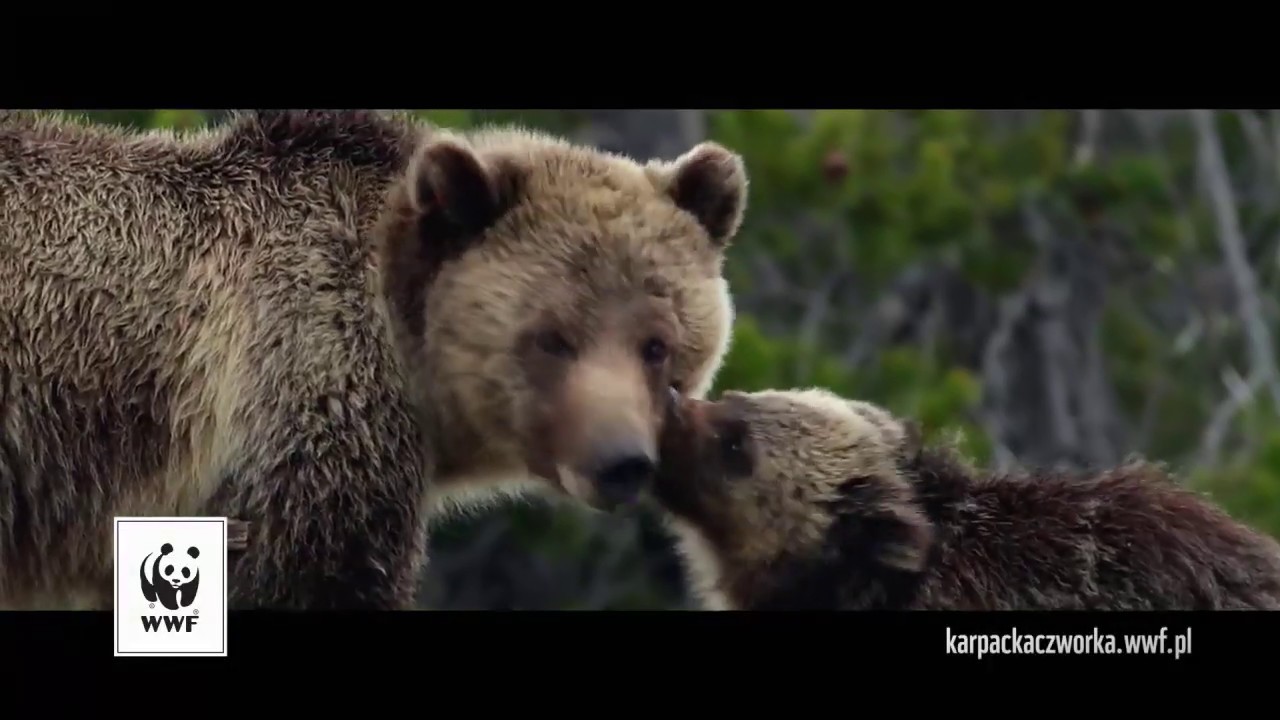 Karpacka Czwórka - YouTube