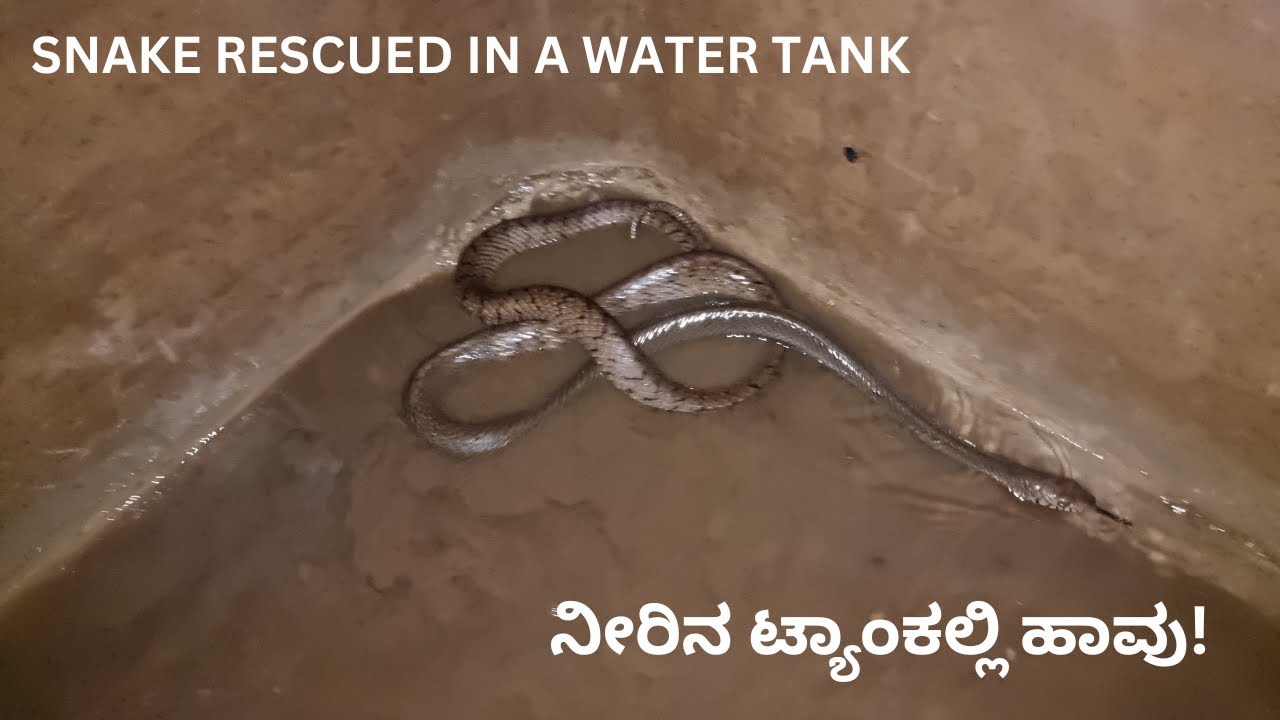 SNAKE RESCUE #51 - YouTube