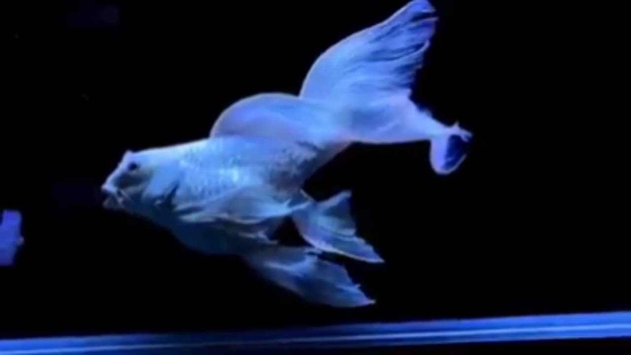 Rare and beautiful longfin koi fish | whale tail koi fish | veiltail ...