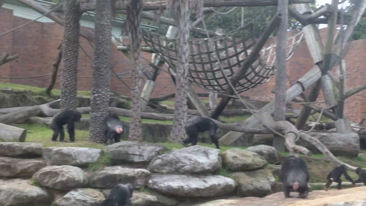 Chimpanzee fighting - YouTube