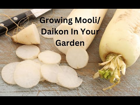 Radish - Mooli also known as Daikon. A Nutritious & Delicious Root ...