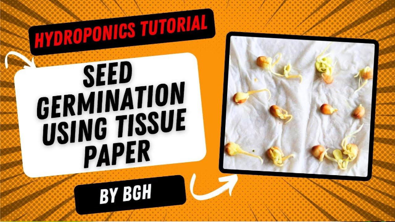 Seed Germination using tissue paper by Batasan Greenhouse - YouTube