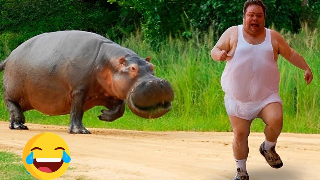 Funny Frenzy: The Ultimate Compilation of Hilarious Videos That Will ...