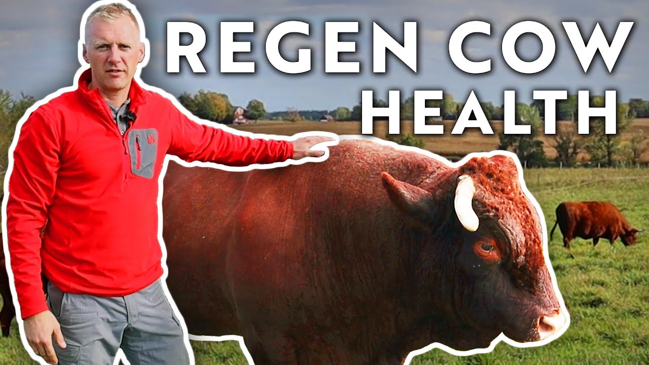 4 Ways to Raise Healthy Cattle on a Regenerative Farm - YouTube