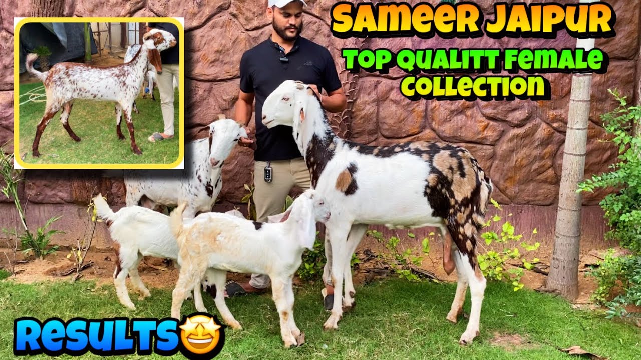 Top Quality GUJRI,BEETAL FEMALE COLLECTION with QUALITY Results of SAMEER JAIPUR in Jaipur ...