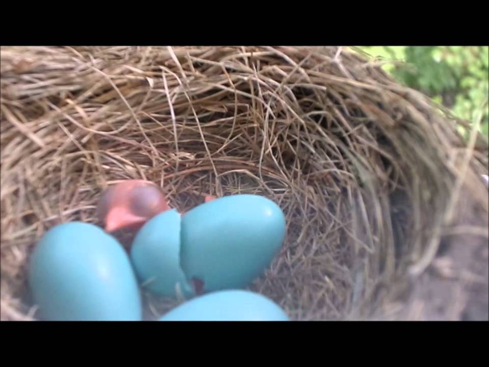 Baby Robin Hatching - YouTube