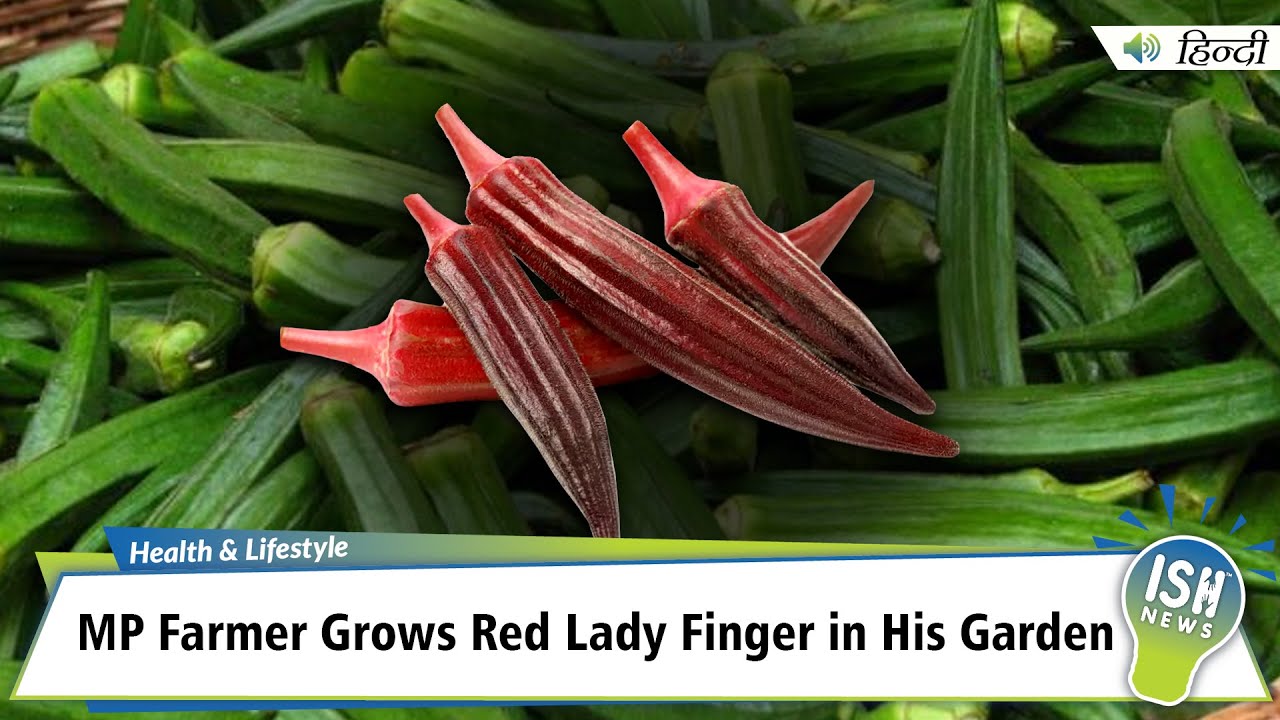 MP Farmer Grows Red Lady Finger in His Garden - YouTube