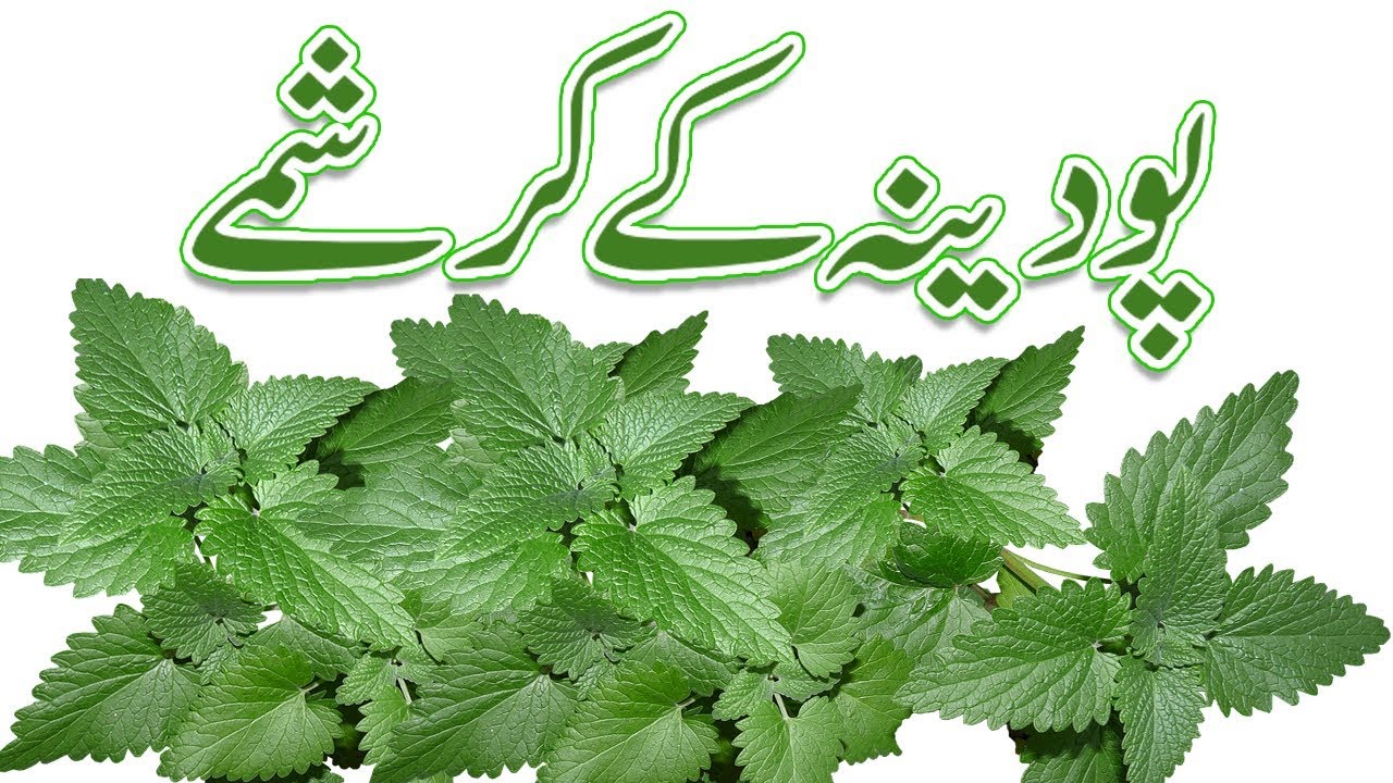 Podina K Fawaid | Benefits of Mint | Pondina Health Tips - YouTube
