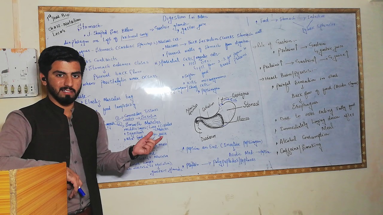 Lecture 4 | Biology (1st Year) | Digestion in Man - YouTube