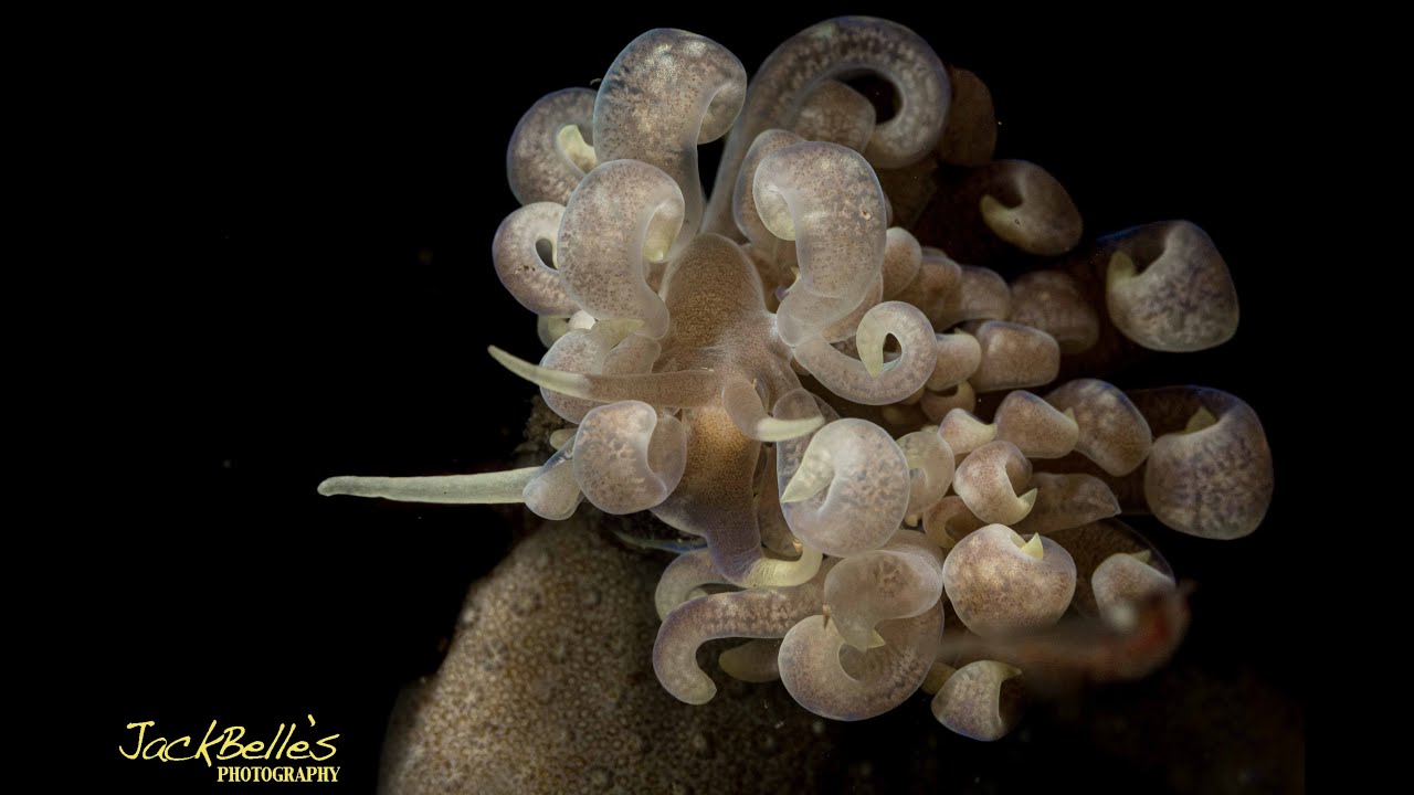 Phyllodesmium parangatum 4K - YouTube