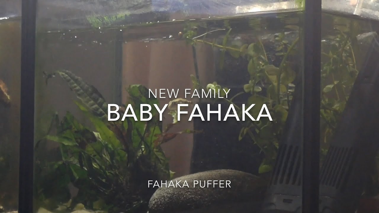 Aquarium Diary 29: New Baby Fahaka - YouTube
