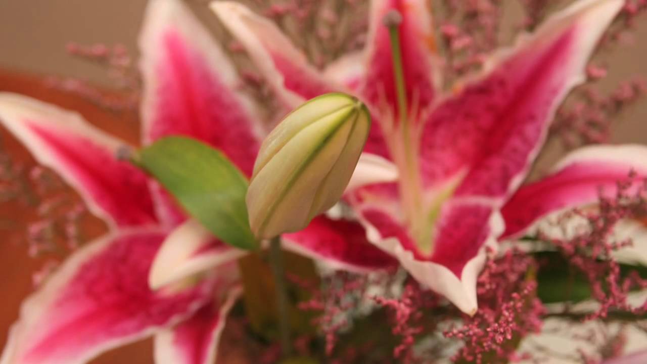 Flower Blooming Time Lapse - YouTube