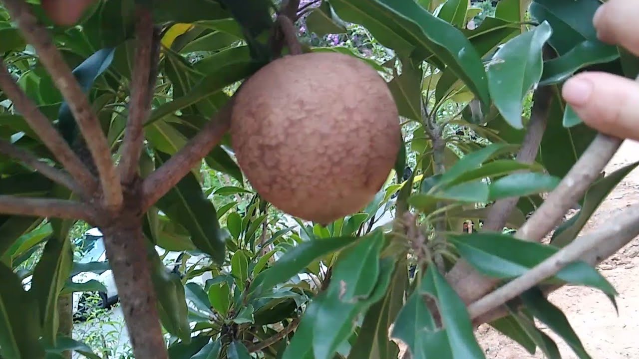 frutífera produzindo sapoti fruta leite caqui l.champanhe kinkan ...