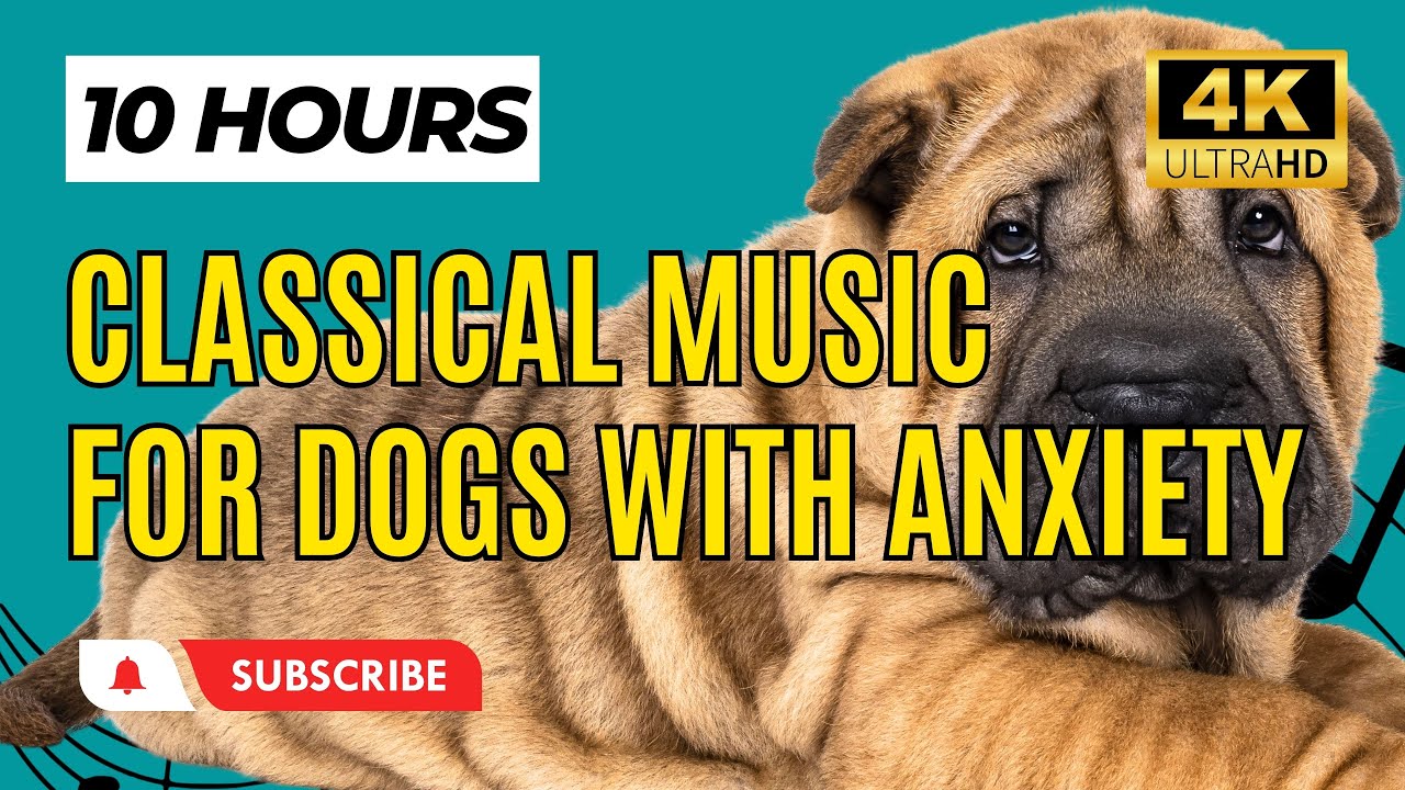 Classical Music for Dogs with Anxiety 10 Hours 🎵 Sleep Music for Dog ...