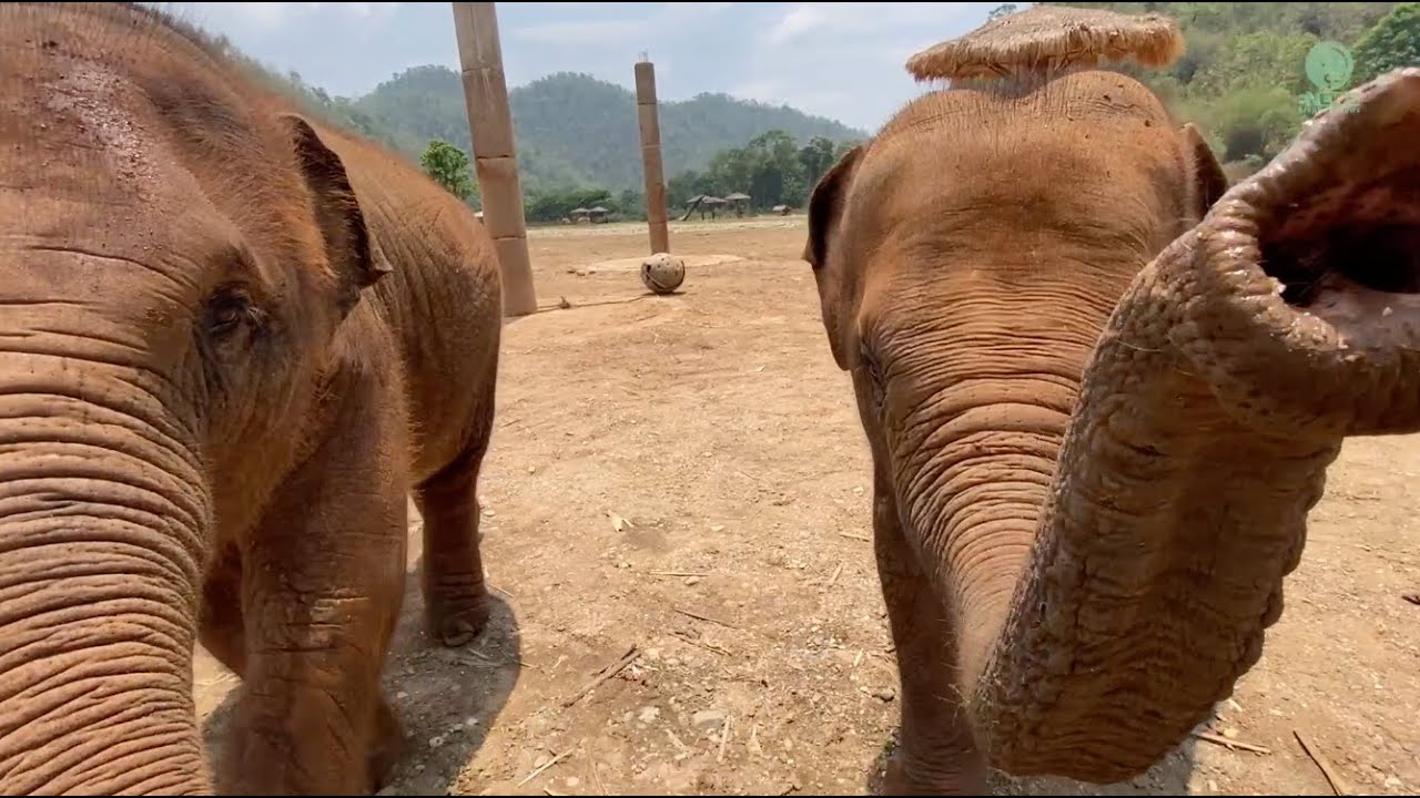 Baby Elephants Follow Cameraman In Order To Searching For Food ...