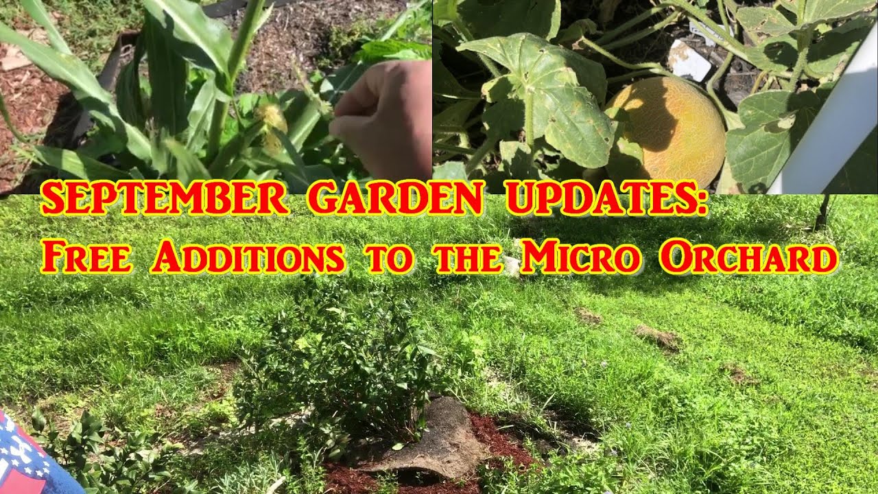 September Garden Update | Free Additions to our Micro Orchard - YouTube