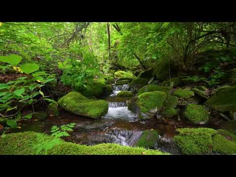 Gizemli yeşil vadi manzarası, derenin sesi, kuşların şarkısı.