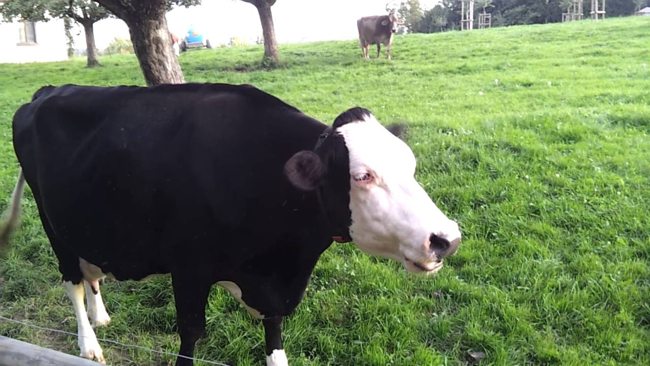 Vaca suiza - YouTube