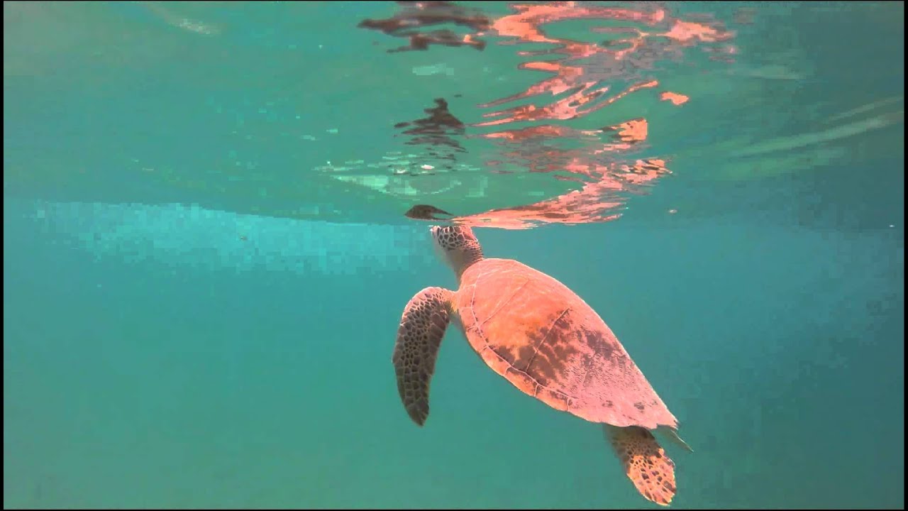 Sea Turtle on St. John in the US Virgin Islands. - YouTube