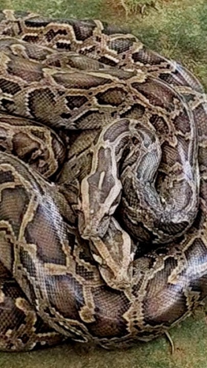 দুইটা অজগর সাপ কি করছে 😱 What are the Two Pythons up to😱😱#python # ...