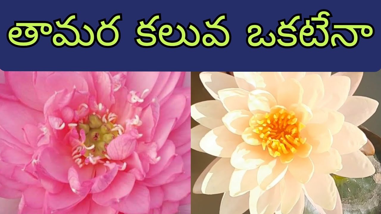 తామర కలువ మధ్య తేడా ఏమిటి Lotus vs Waterlily | Complete info n ...