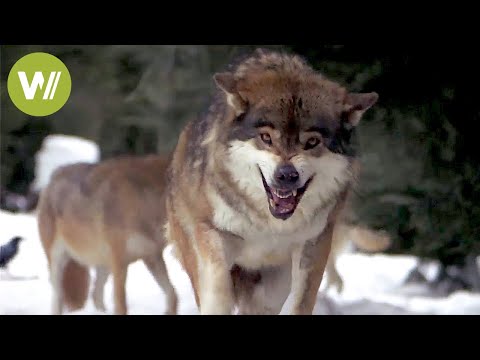 Wolves and marmots: the animals of the Alps