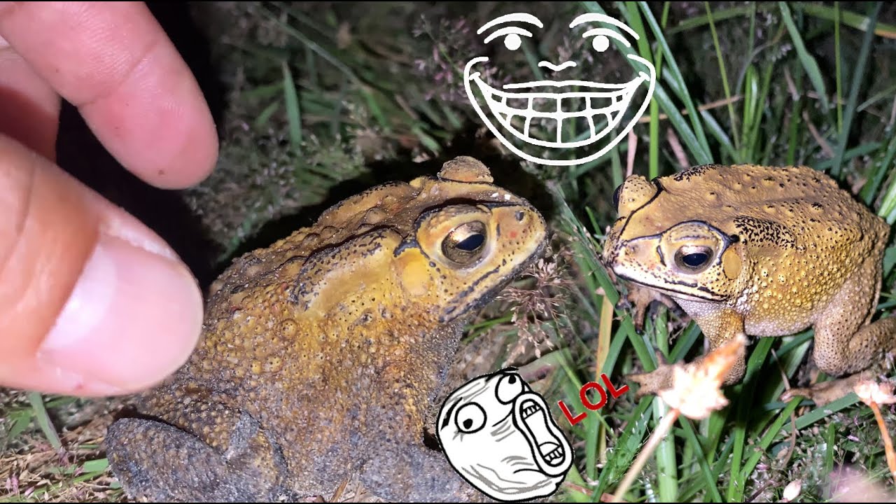 😲 AMAZING SOUND OF CUTE 🐸 FROG #frog #cat #toadsings #fuuny #shortsfeed ...