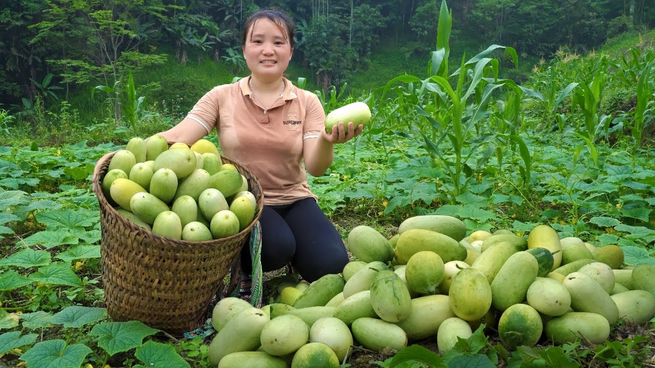 Harvesting upland melons to the market Sell, Gardening to plant a new ...