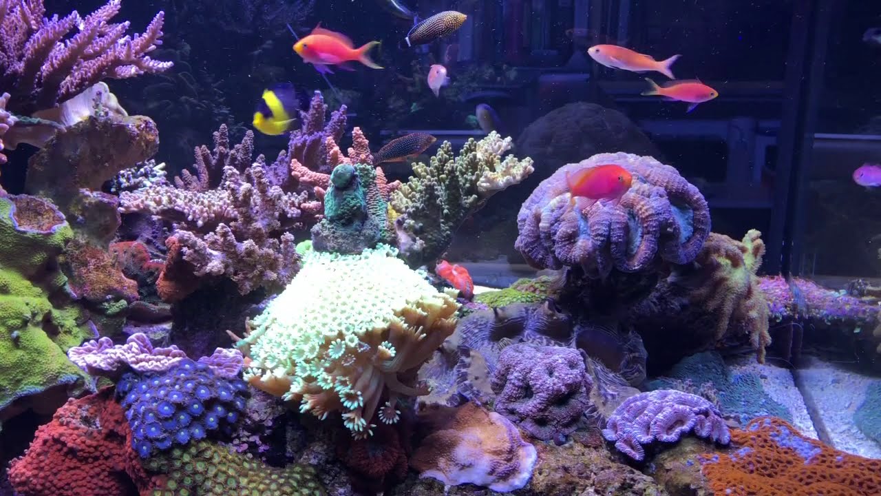 Quick reef tank tour - YouTube