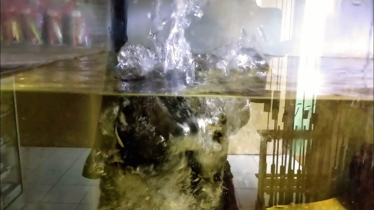 Aquarium exploded by this Bumblebee Grouper Strike - YouTube